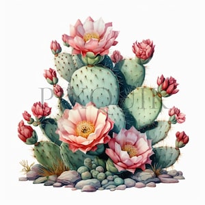Vintage Blooming Cactus Clipart | 10 High Quality Jpgs | Retro Cactus ...