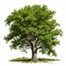 Ash Trees Clipart 10 High Quality Jpgs Botanical Art Ash Tree Digital ...