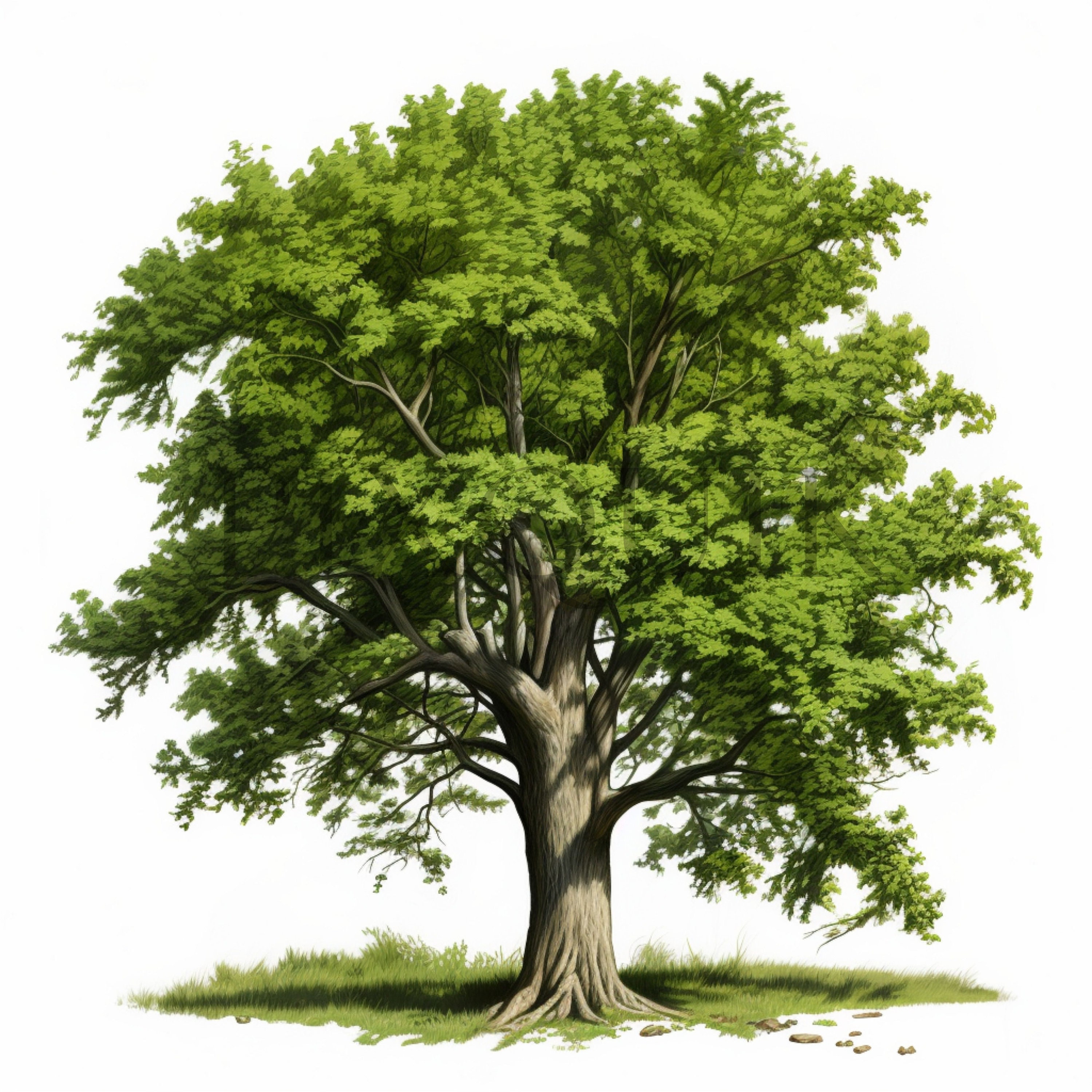Ash Trees Clipart 10 High Quality Jpgs Botanical Art Ash Tree Digital ...