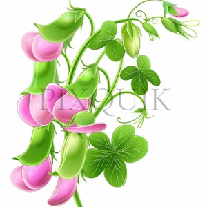 Sweet Peas Clipart | 10 High Quality JPG | Sweetpeas | Sweet Pea ...