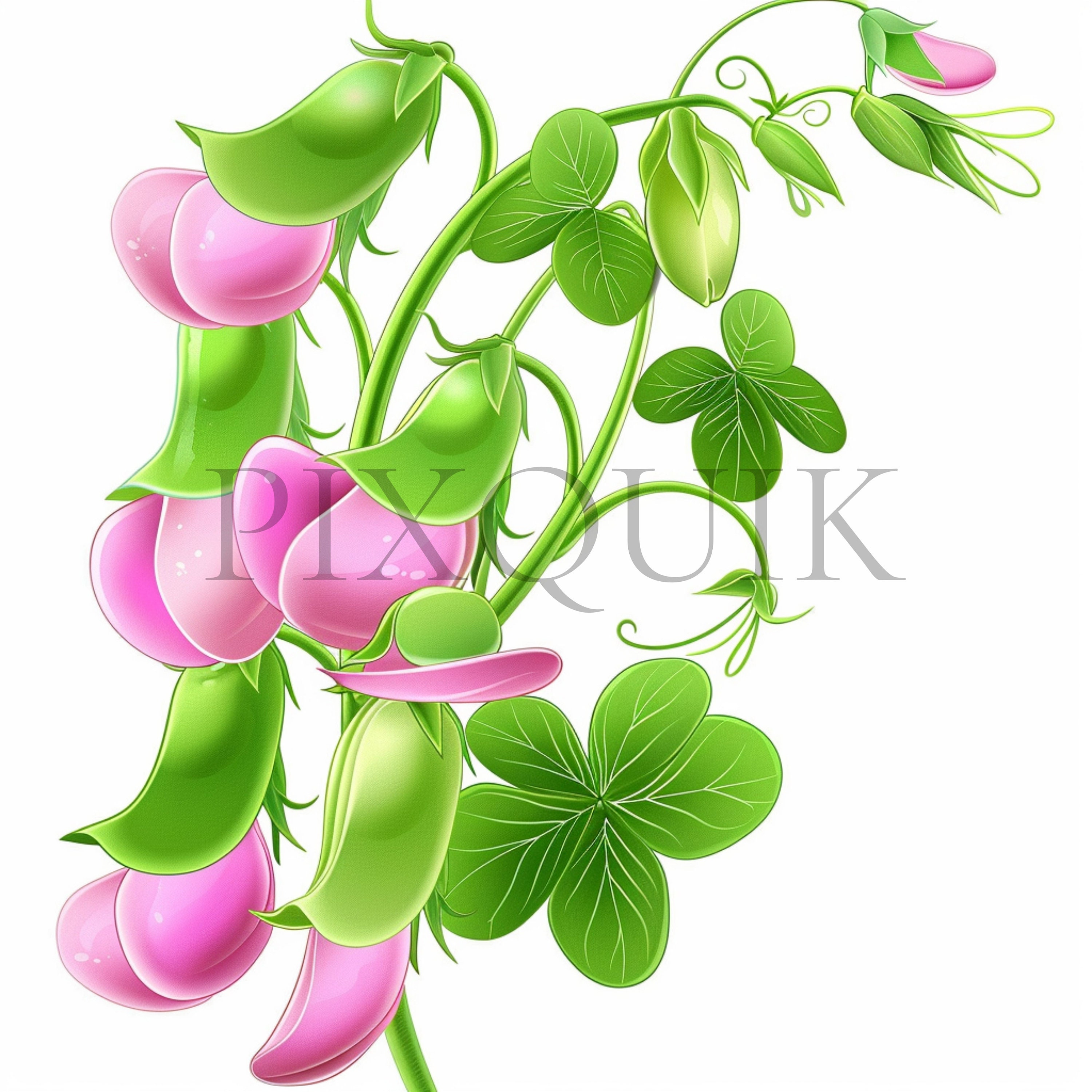 Sweet Peas Clipart 10 High Quality JPG Sweetpeas Sweet Pea Sweet Peas Vector Junk Journals ...