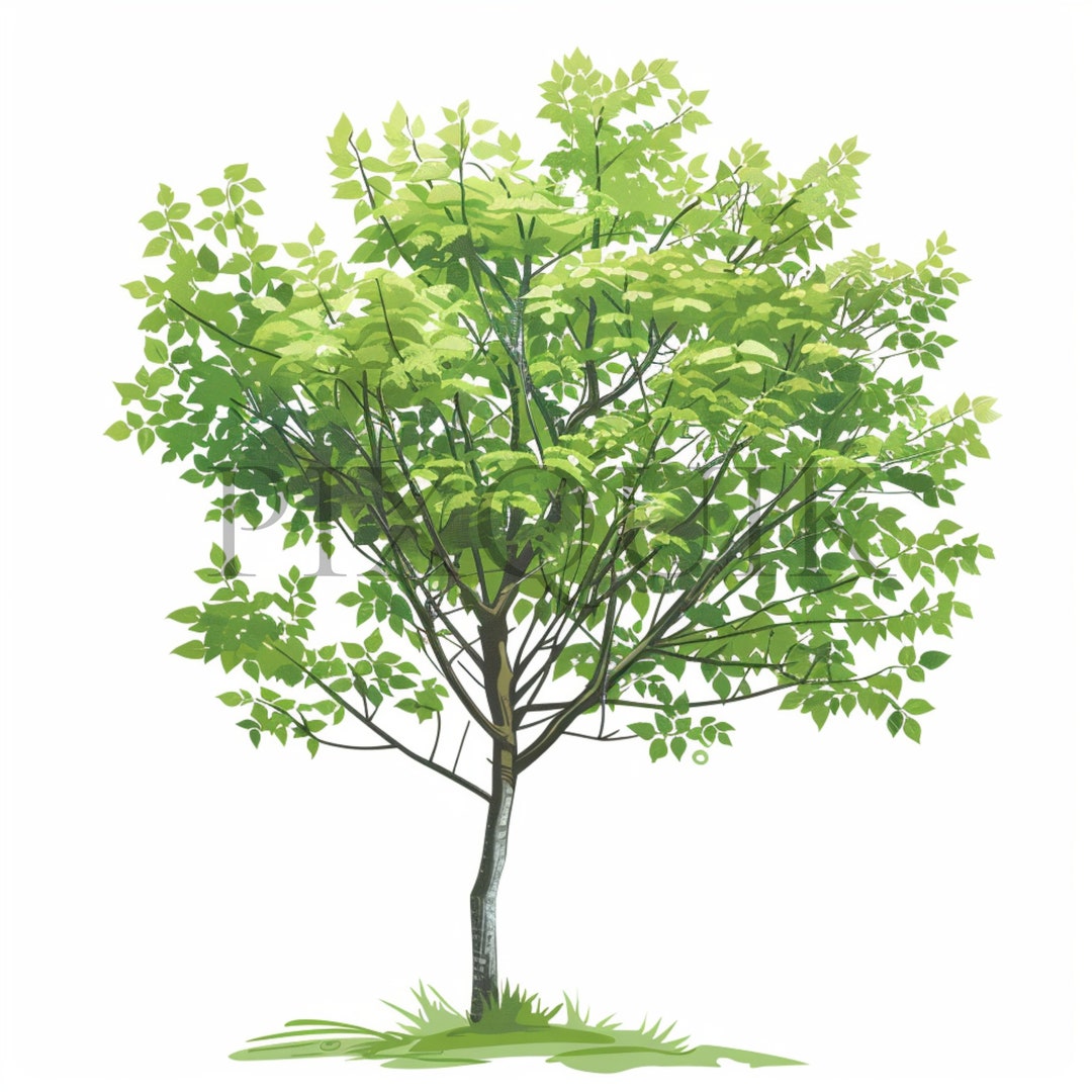 Alder Tree Clipart | 10 High Quality Jpgs | Alder Tree | Digital ...