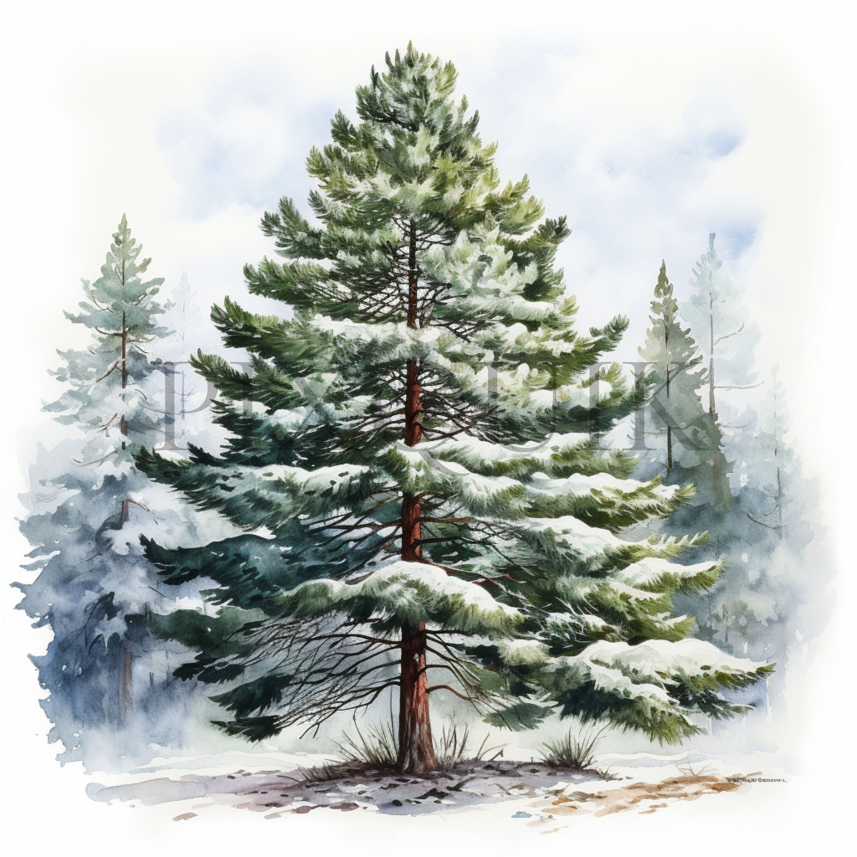 Snowy Pine Tree Clipart | Winter Illustration (digital Download) - Etsy