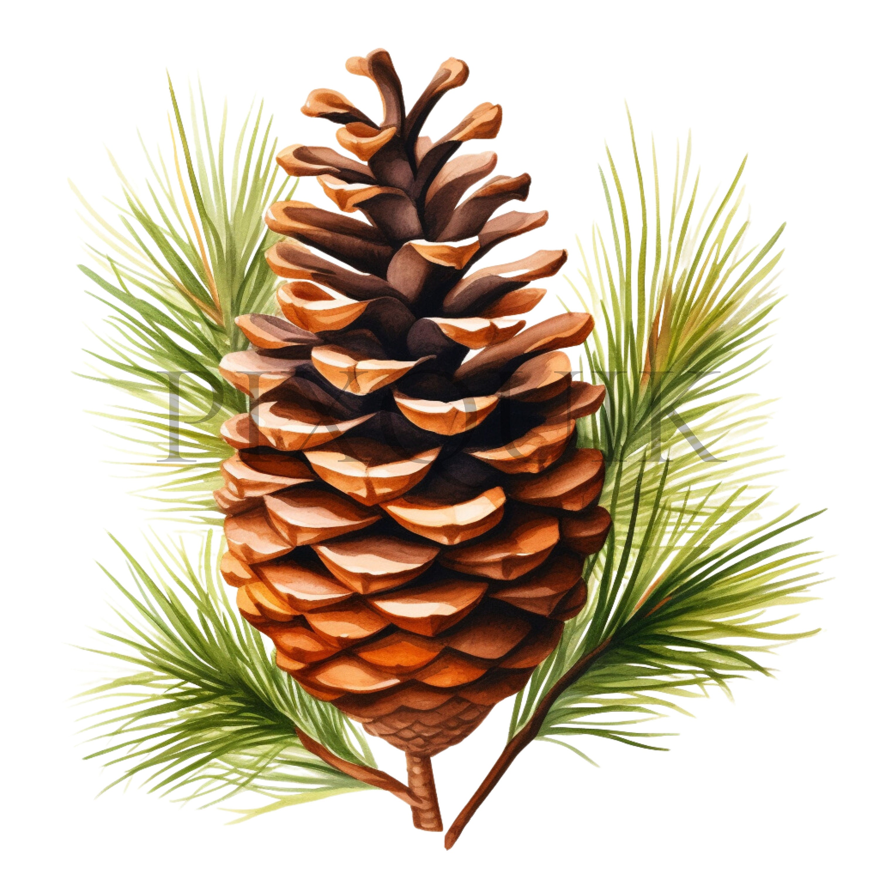 Pine Cone Clipart | 10 High Quality Jpg's | Digital Download | Pinecone Illustration | Nature ...