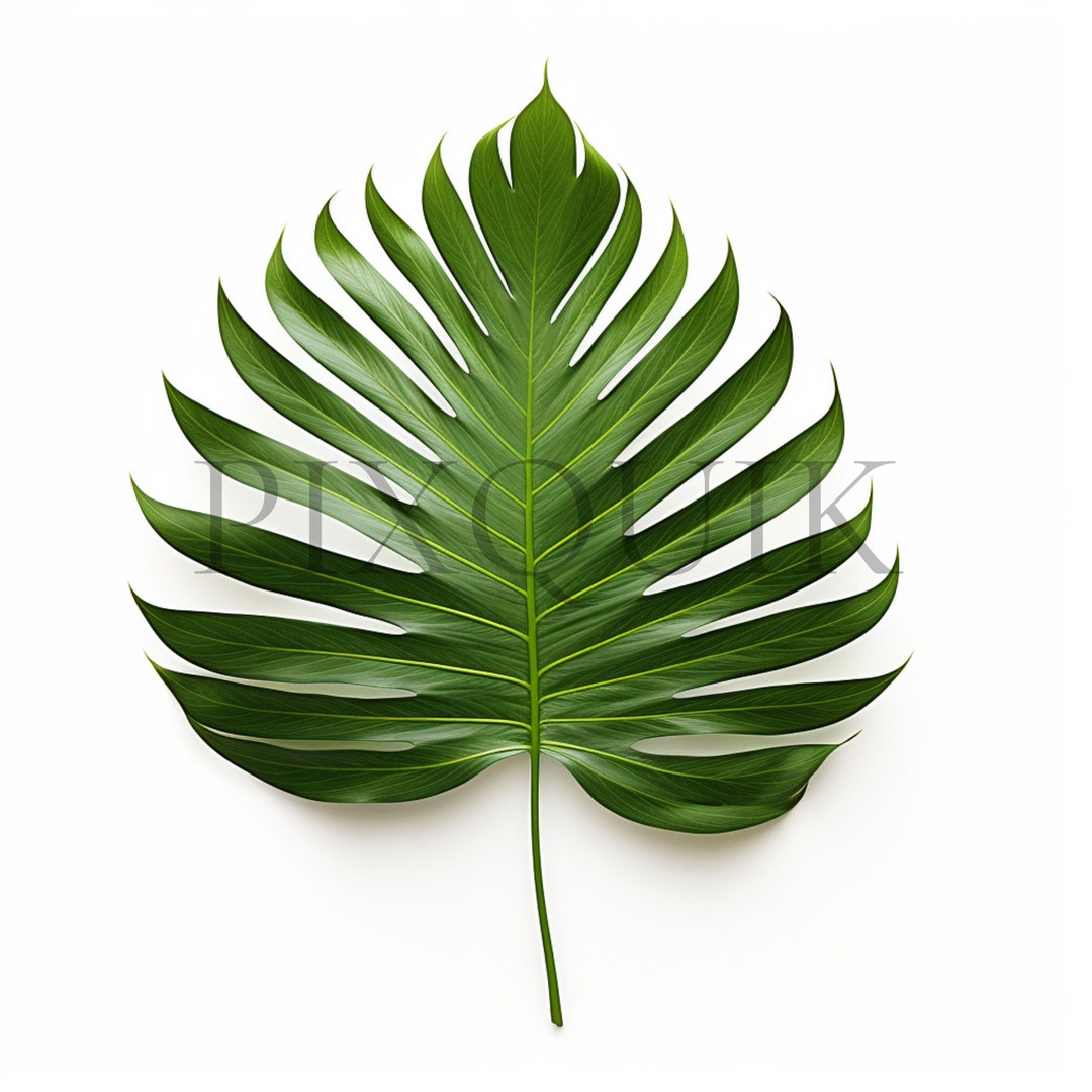 Palm Leaf Clipart | 10 High Quality Jpgs | Tropical Leaves Art | Jungle ...