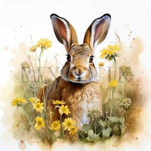 Jackrabbit Clipart | 10 High Quality Jpgs | Digital Download | Rabbit ...