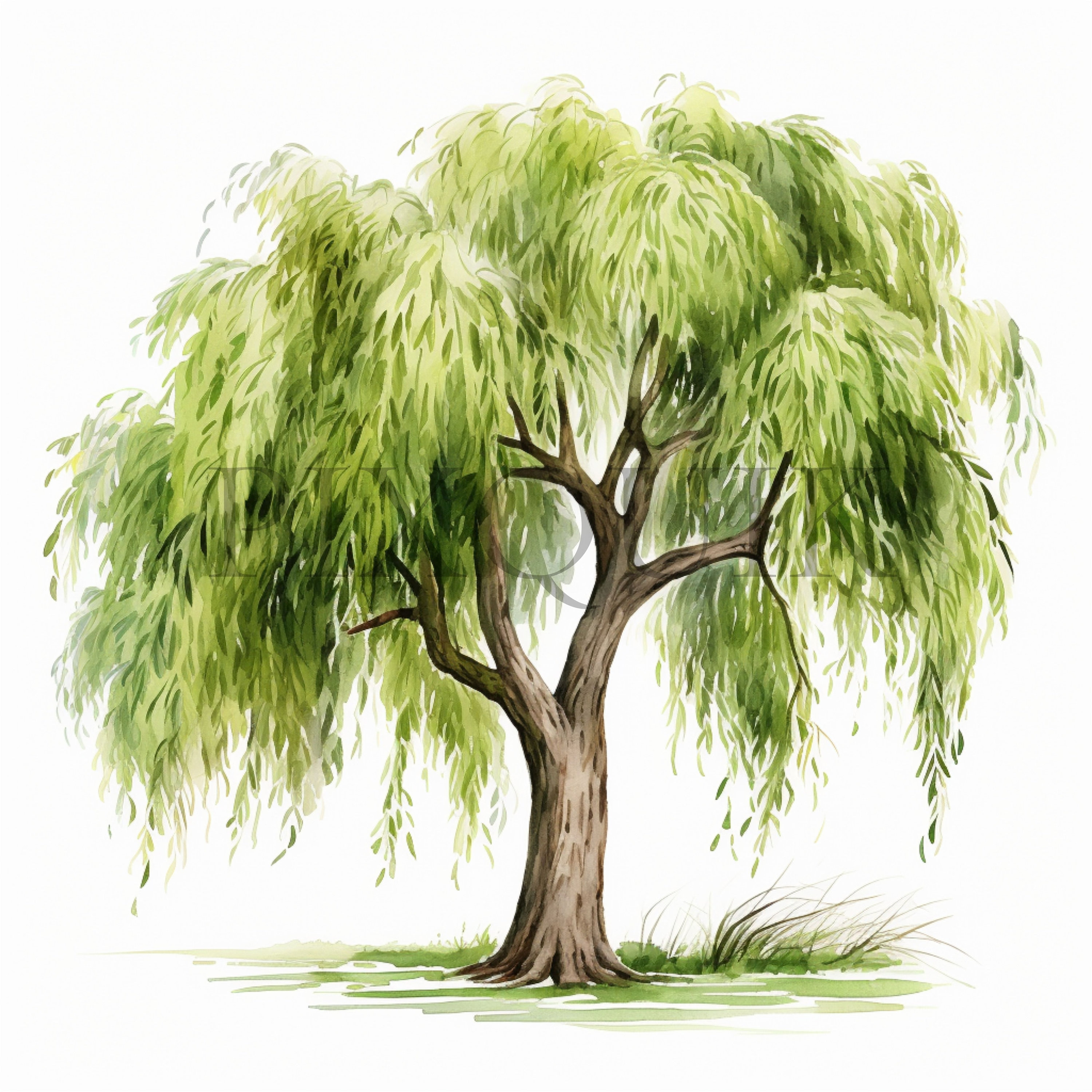 Willow Tree Clipart 10 High Quality Jpgs Botanical Art Junk Journal ...