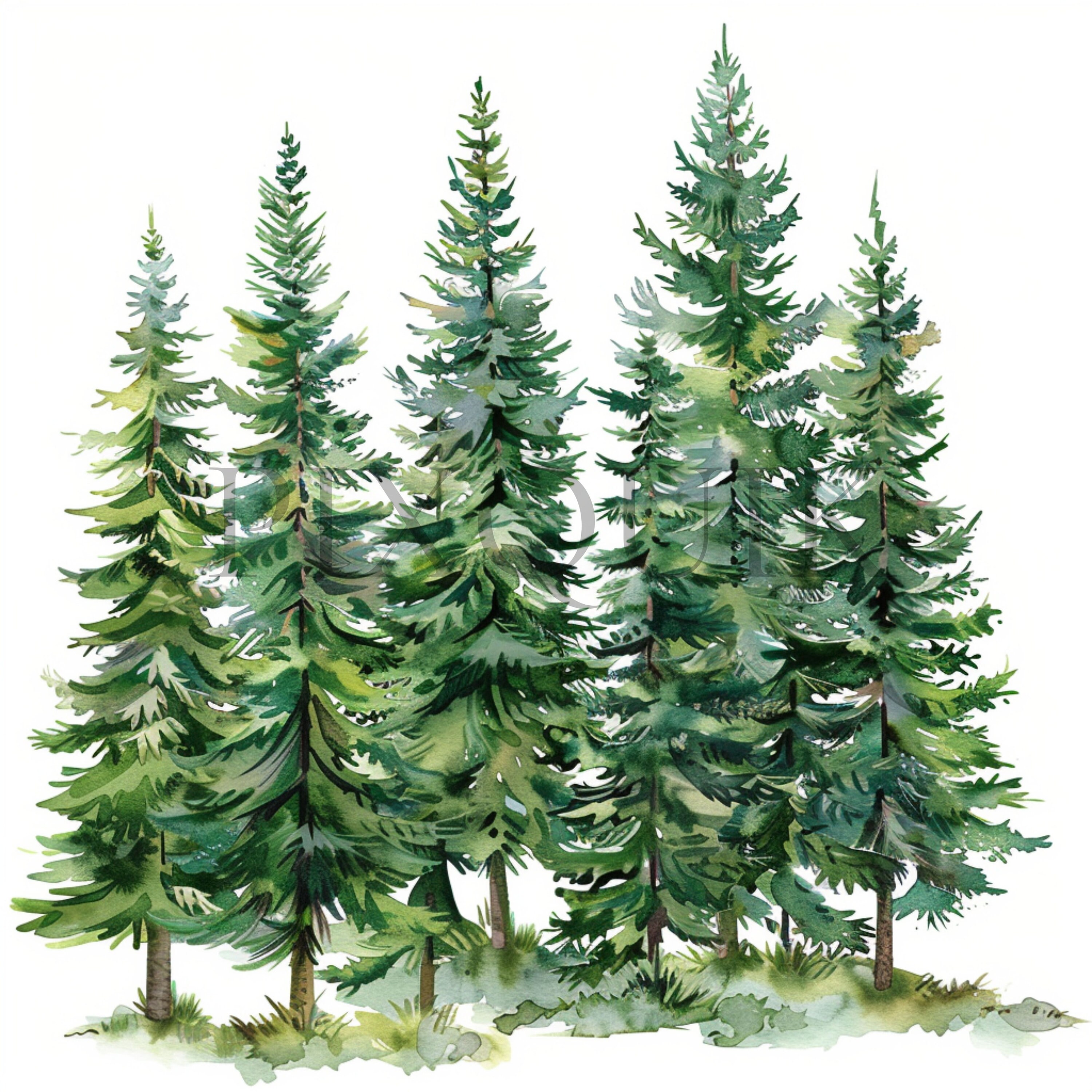 Fir Trees Clipart | 10 High Quality Jpgs | Botanical Art | Fir Tree ...