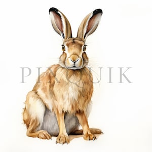 Jack Rabbit Clipart | 10 High Quality Jpgs | Digital Download ...