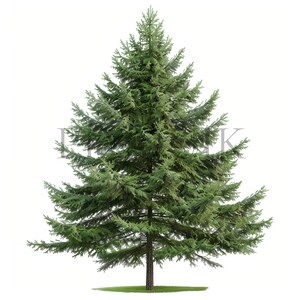Hemlock Tree Clipart | 10 High Quality Jpgs | Beautiful Trees | Digital ...