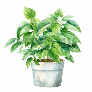 Potted Plant Watercolor Clipart | Botanical Illustration (JPG) - Etsy