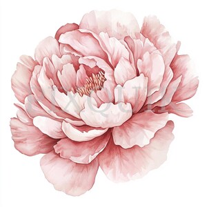 Pink Peony Flower Clip Art: Floral Design, Scrapbooking (digital ...