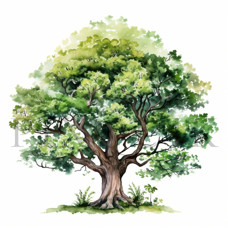 Watercolor Tree Clipart | 13 High Quality Jpgs | Digital Download ...
