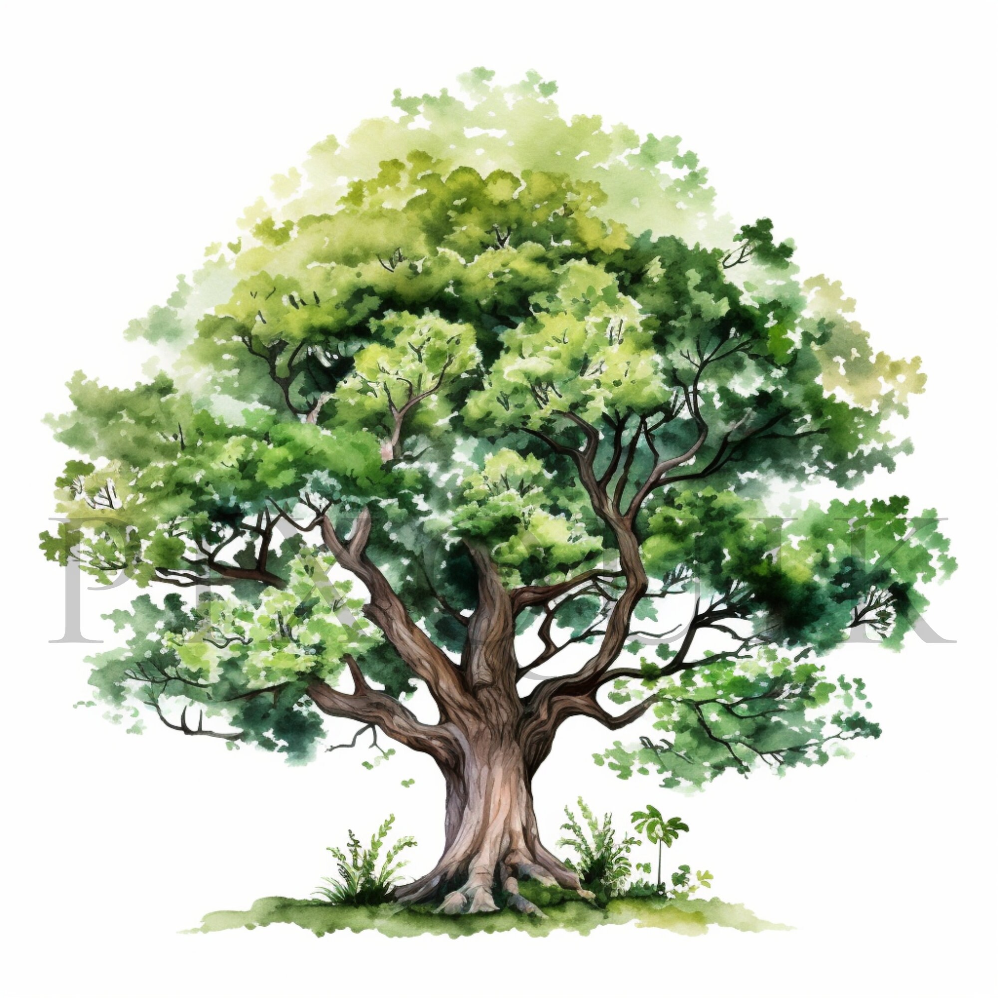 Watercolor Tree Clipart 13 High Quality Jpgs Digital Download ...