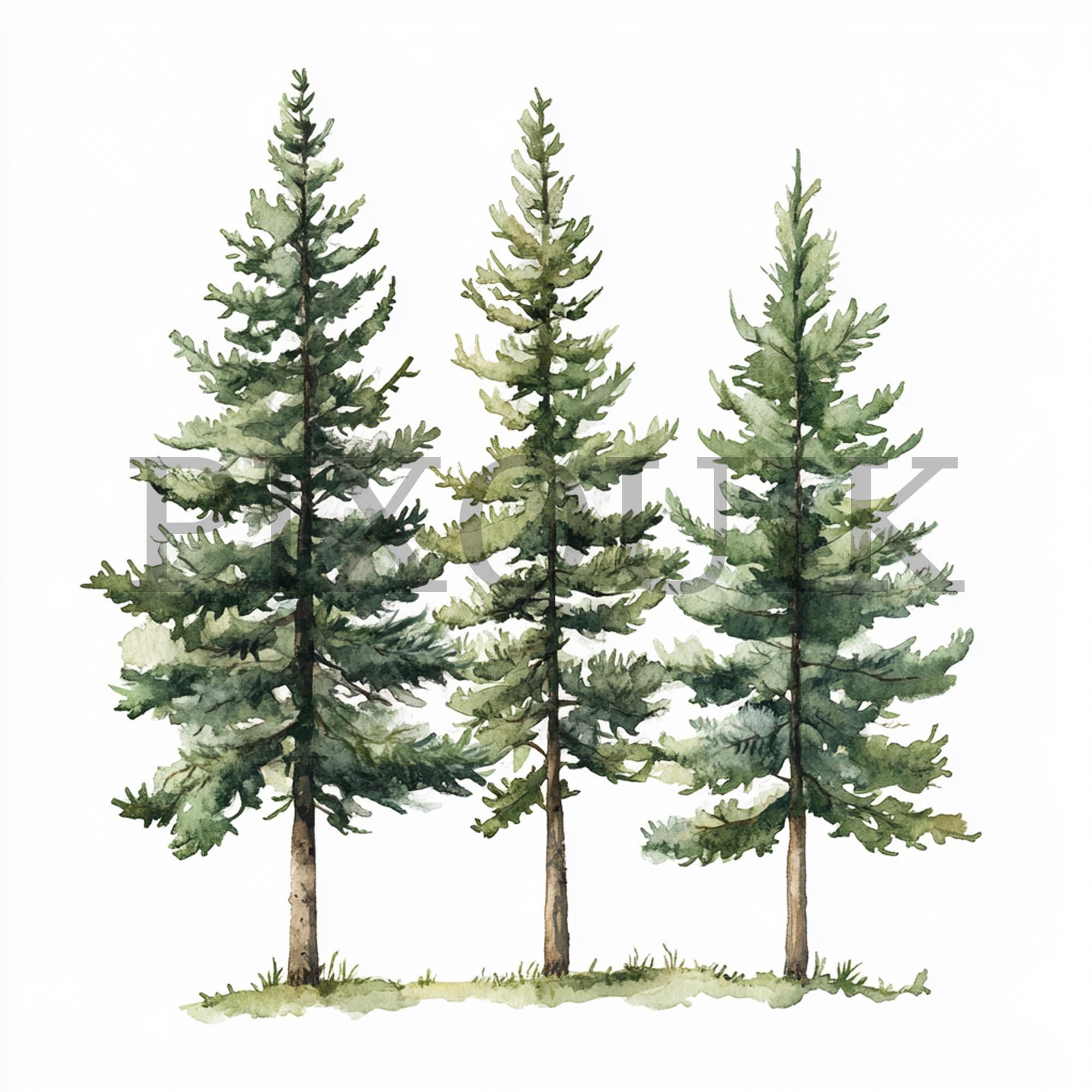 Watercolor Pine Tree Clipart: Nature Illustration (47 JPG Files) - Etsy