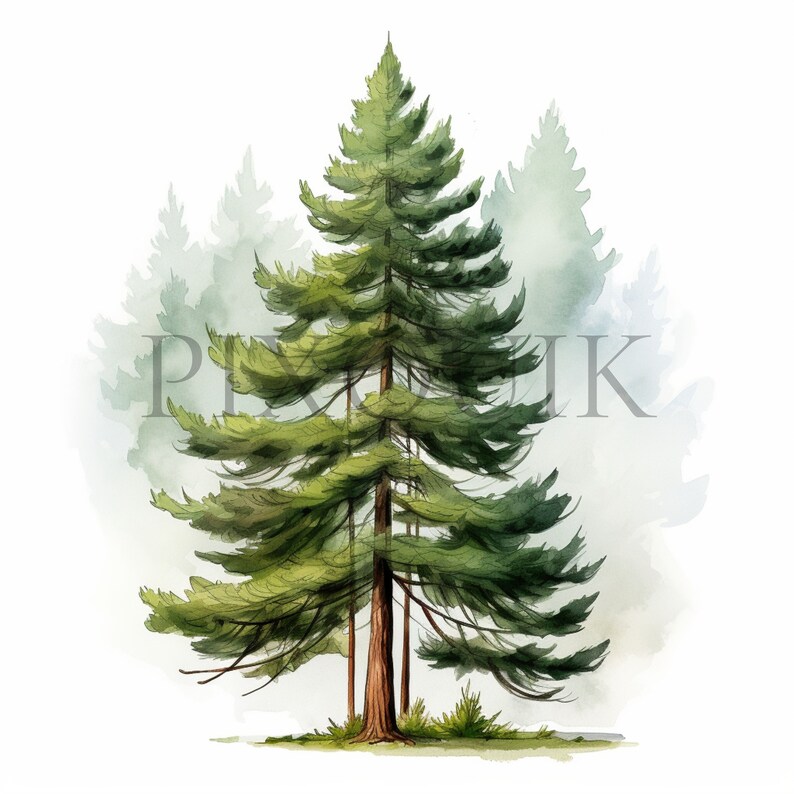 Pine Tree Watercolor Clipart | Evergreen Illustration (digital Download ...