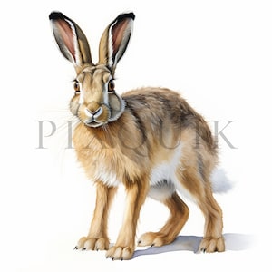 Jack Rabbit Clipart | 10 High Quality Jpgs | Digital Download ...