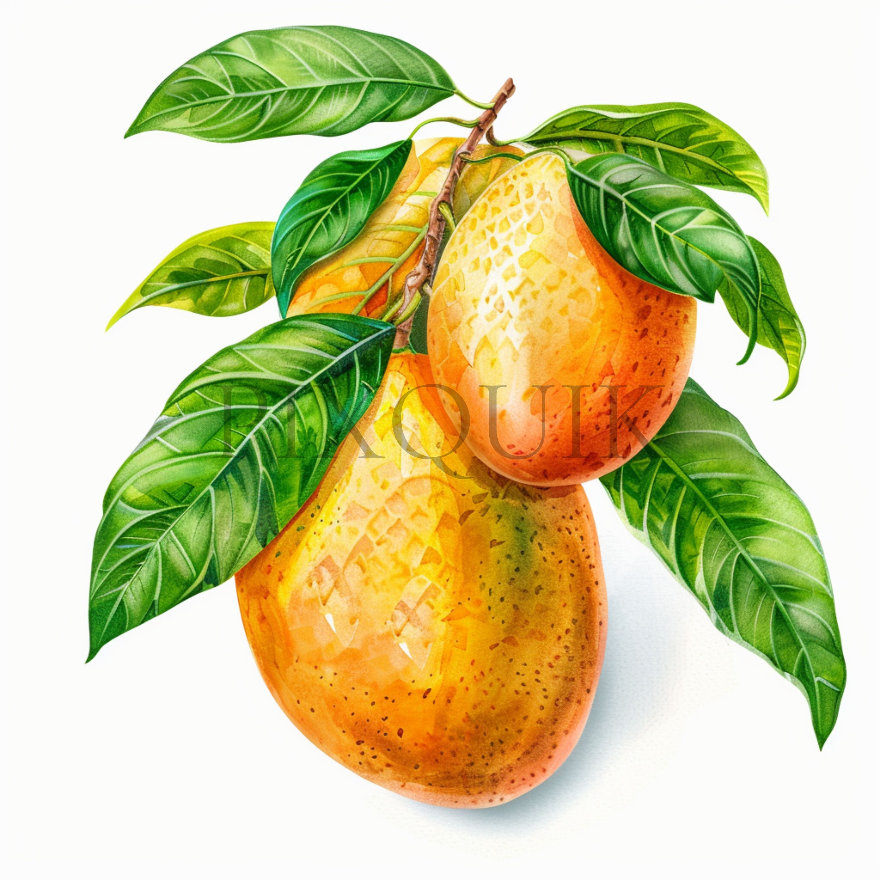 Watercolor Mango Clipart 10 High Quality JPG Citrus Fruits Commercial ...