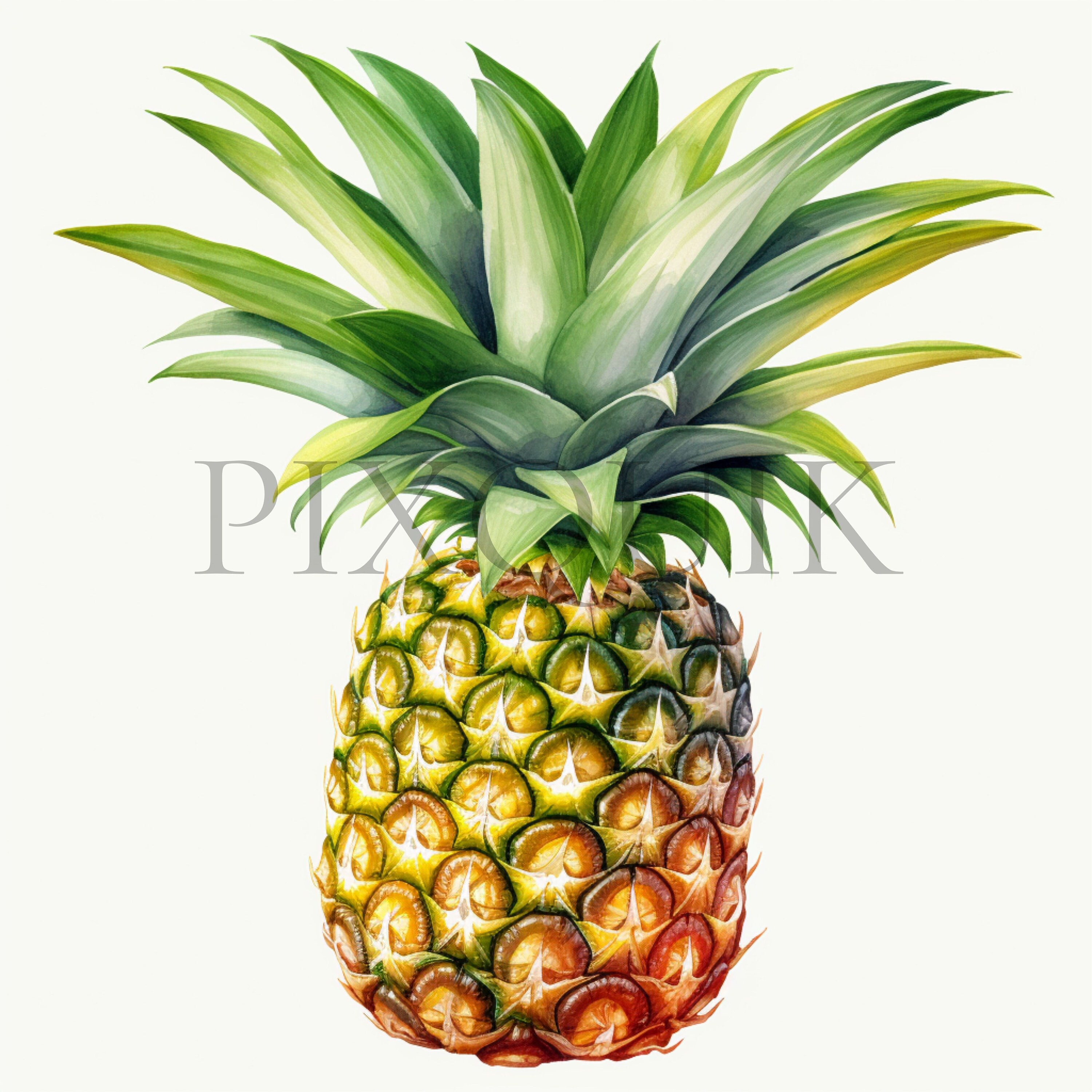 Watercolor Pineapple Clipart 10 High Quality Jpgs Fruit Clipart ...