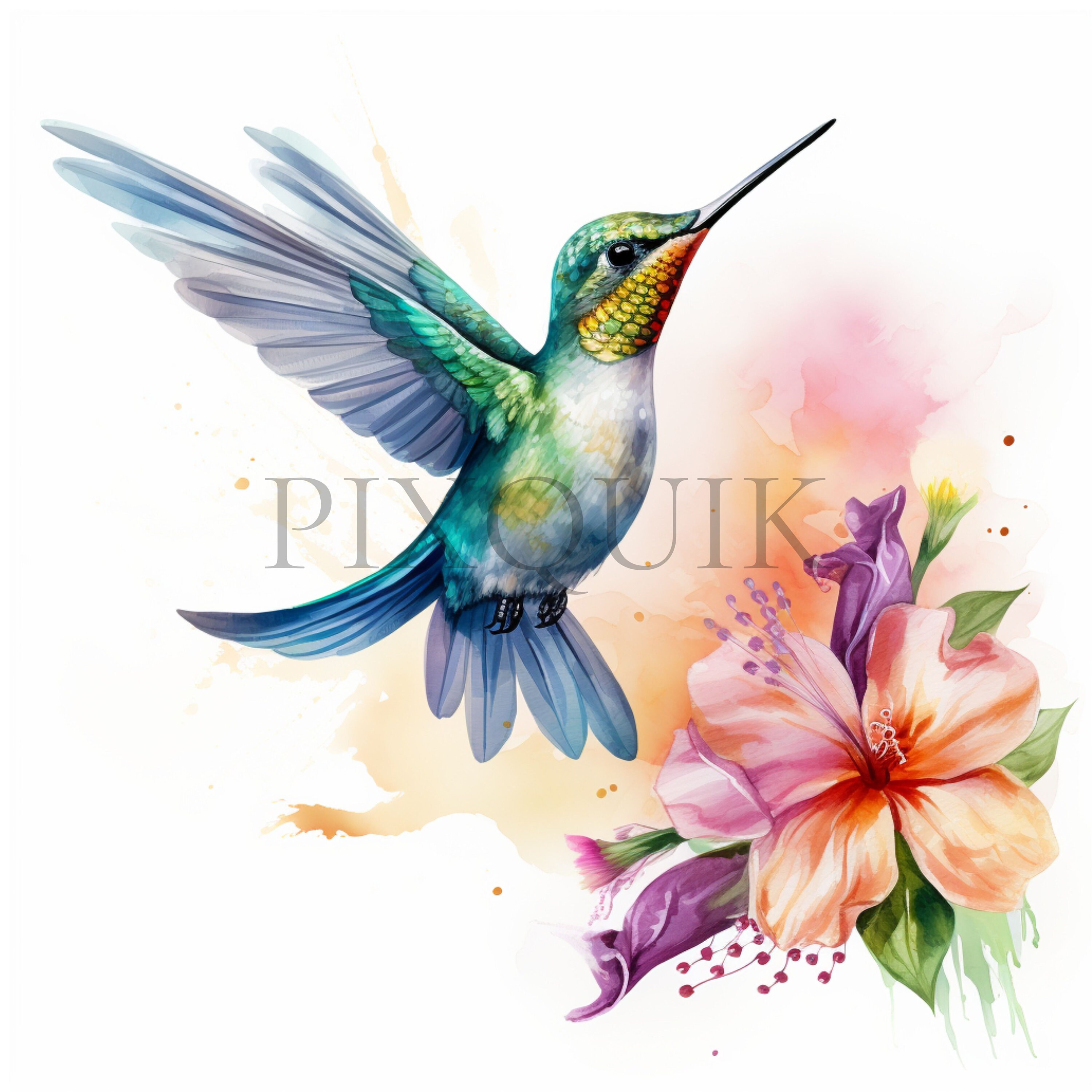 Watercolor Hummingbird Clipart Bundle 10 High Quality Jpgs Bird Clipart ...