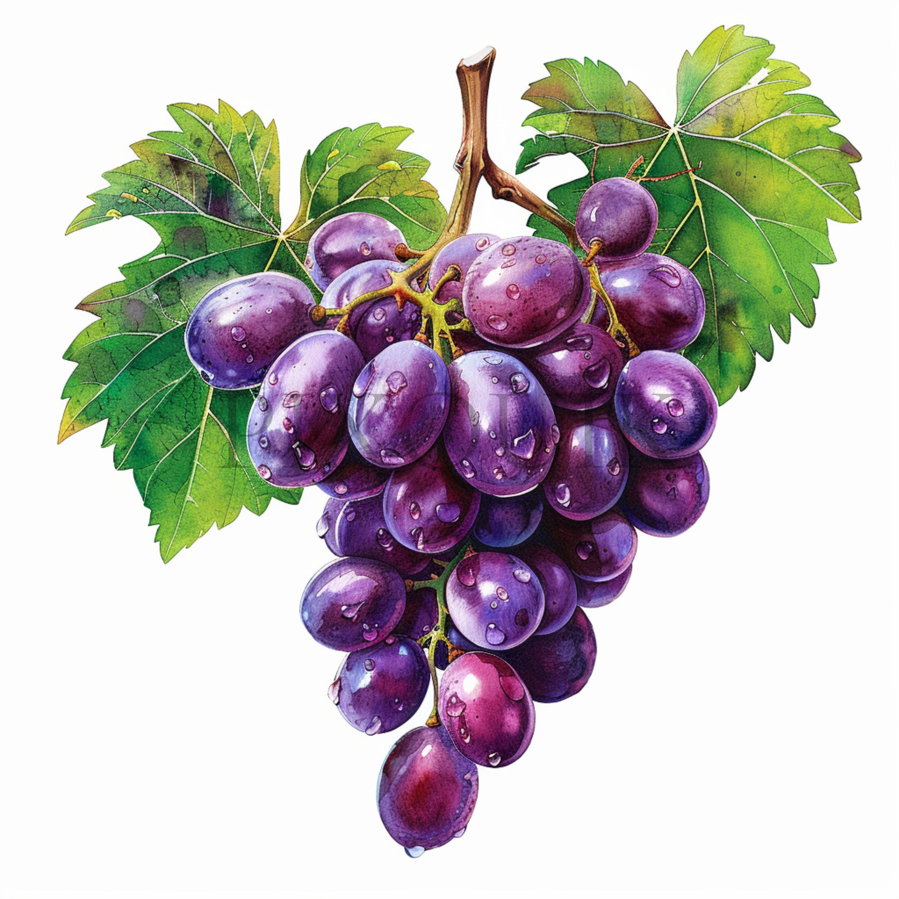 Watercolor Grapes Clipart 10 High Quality Jpgs Fruit Clipart Grape ...