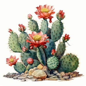Vintage Blooming Cactus Clipart | 10 High Quality Jpgs | Retro Cactus ...