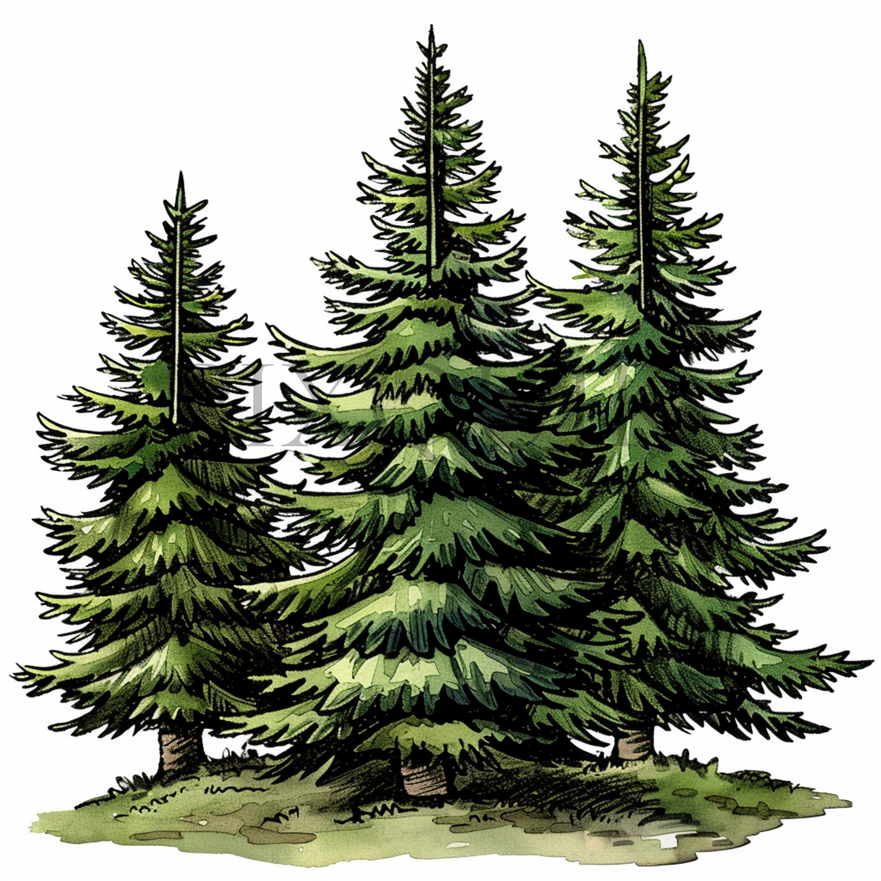 Pine Trees Cartoon