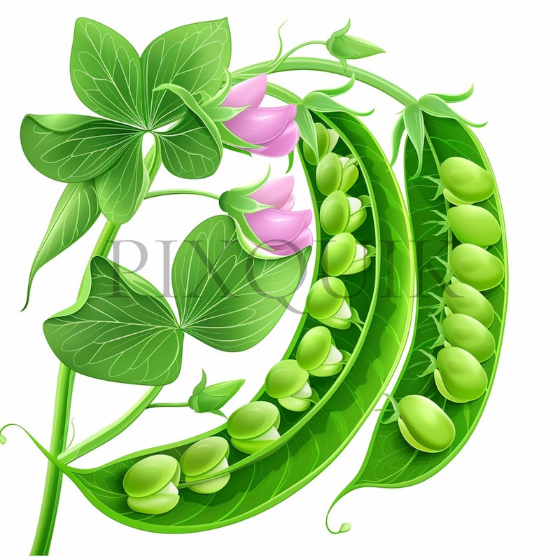 Peas Clipart - Etsy