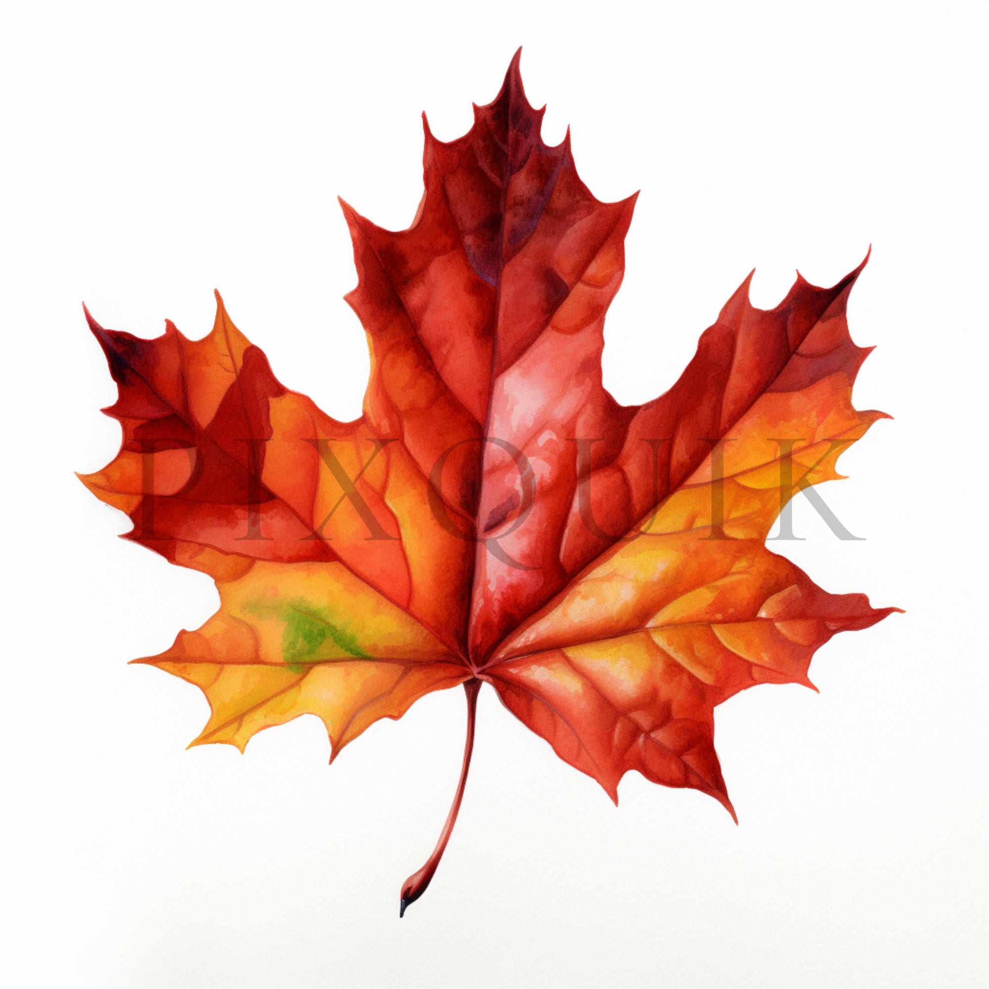 Autumn Maple Leaf Clipart | Fall Foliage Jpgs (digital Download) - Etsy