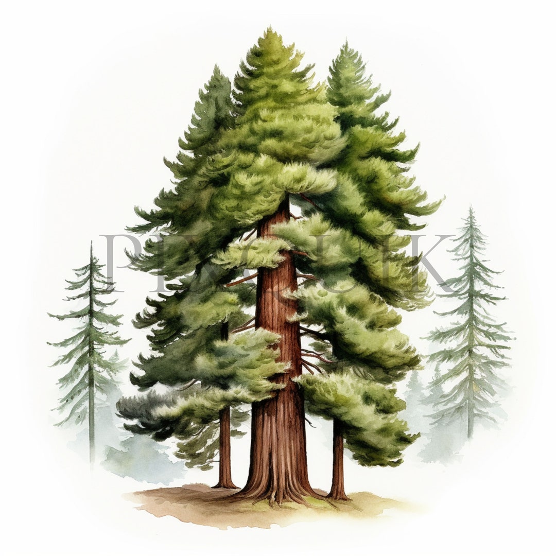 Conifer Tree Clipart | 10 High Quality Jpg's | Digital Download ...