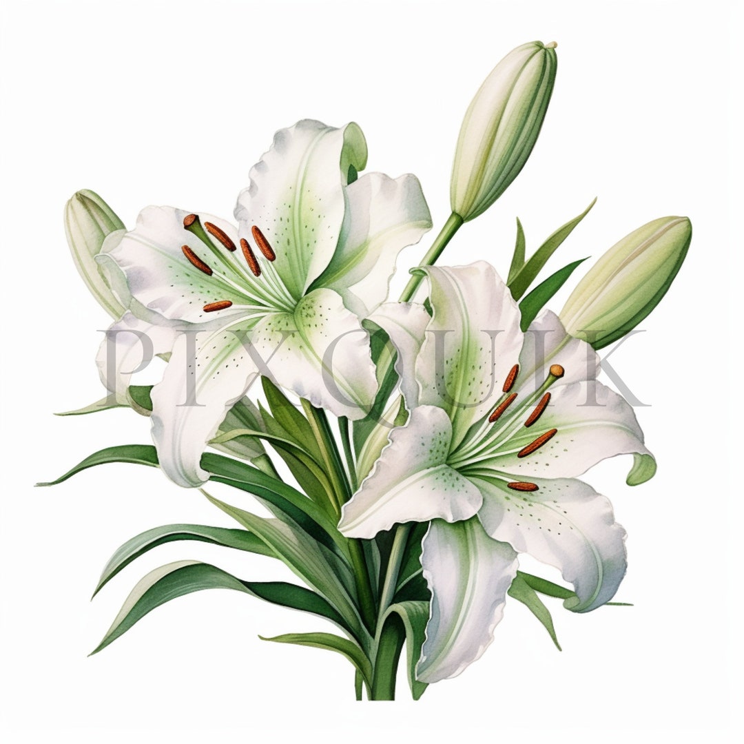 Easter Lily Clipart | High Quality Floral Jpgs (digital Download) - Etsy