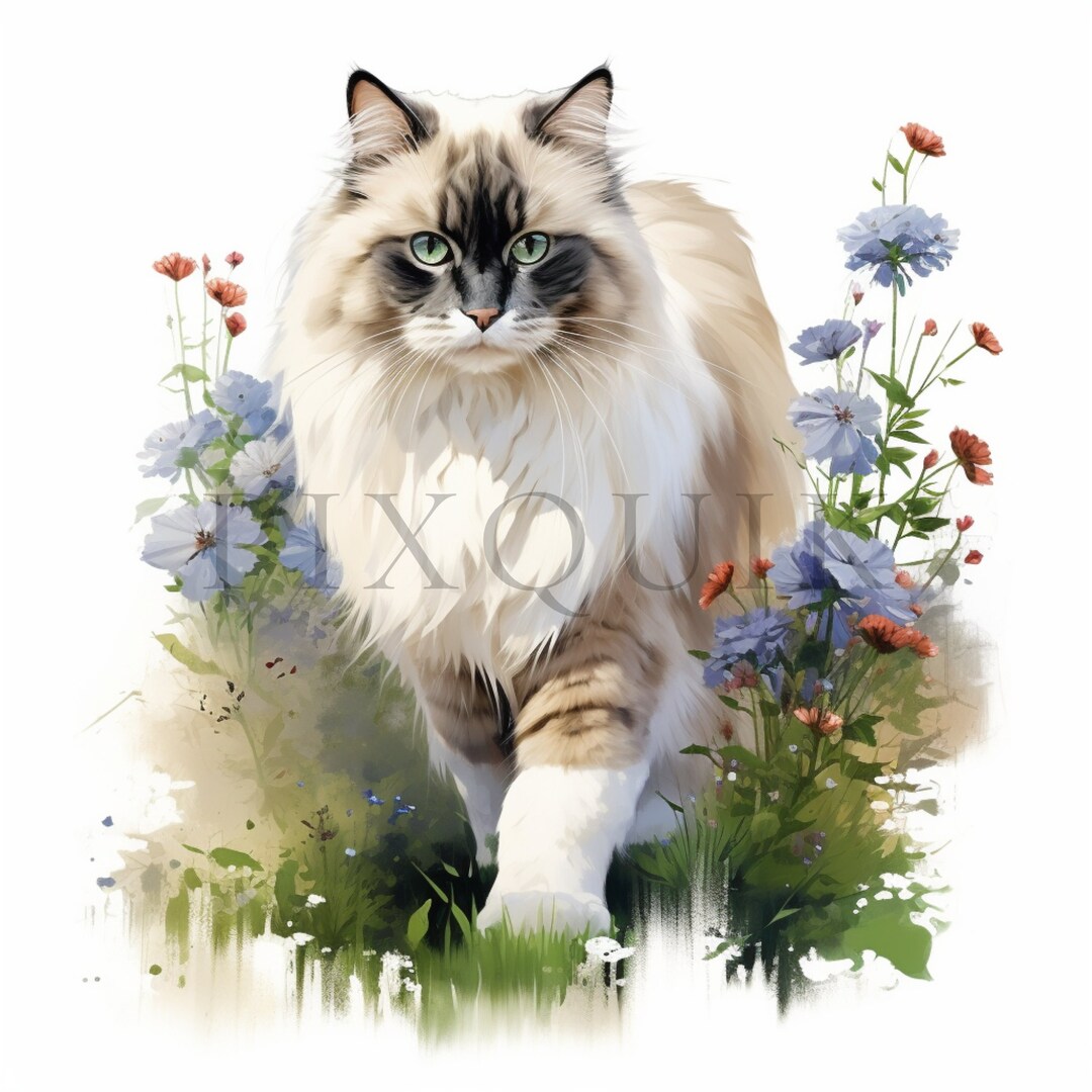 Watercolor Birman Cat Clipart 10 High Quality Jpgs Digital Download ...