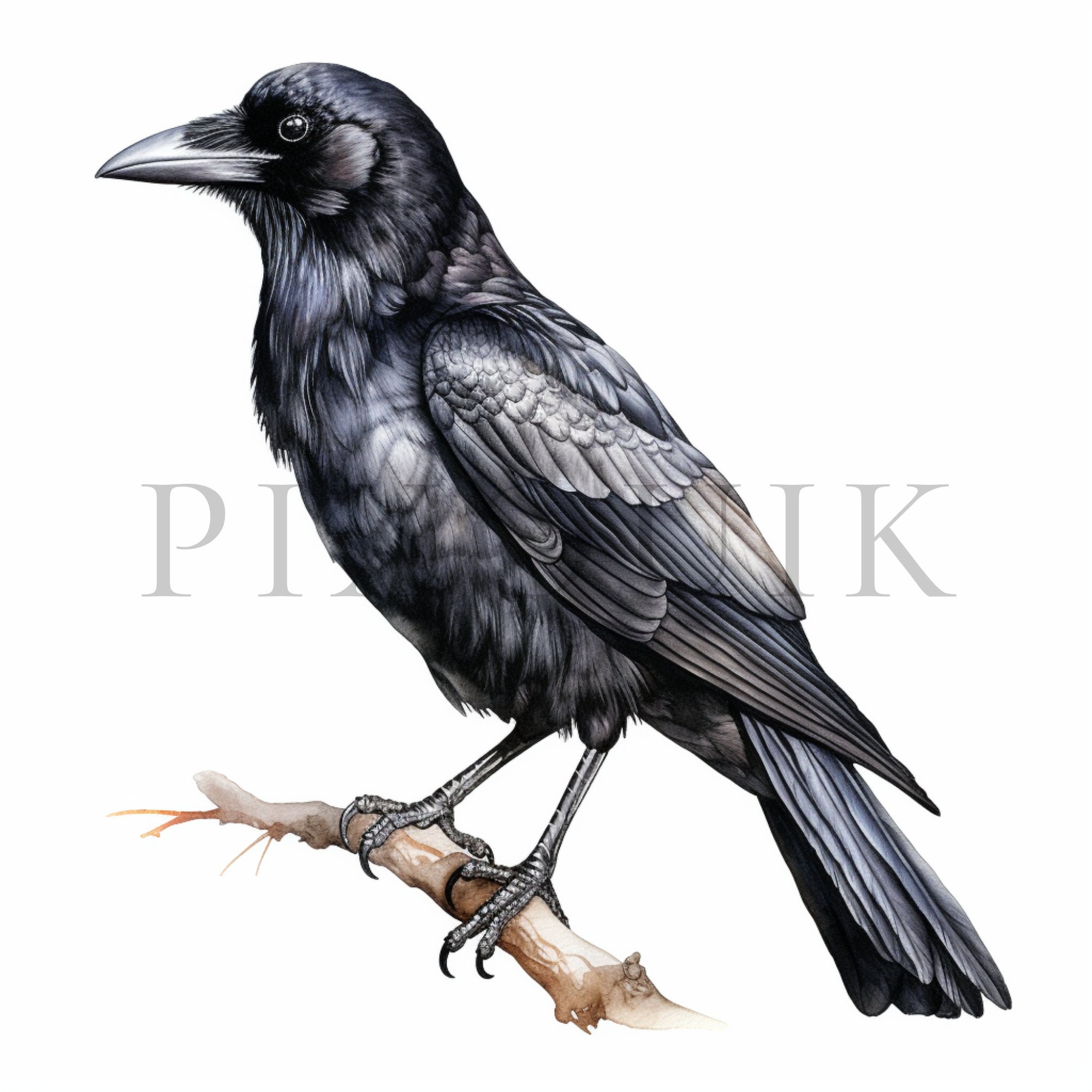 Crow Clipart 10 High Quality Jpgs Digital Download Bird Clipart Birds ...