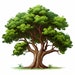 Real Tree Clipart | Mahogany Tree | Mahogany | 10 High Quality JPG ...