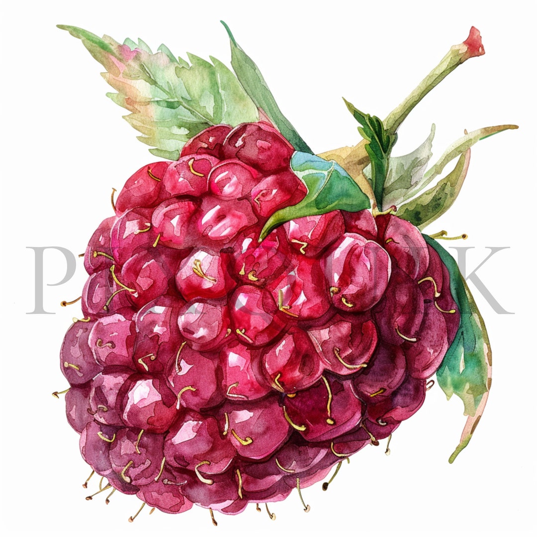Raspberry Clipart | 10 High Quality Jpgs | Digital Download | Raspberry ...