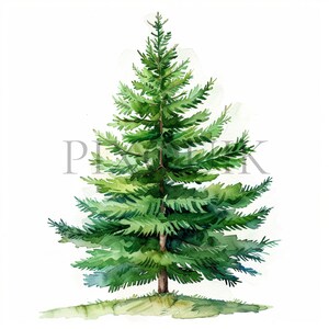 Spruce Tree Clipart | 10 High Quality Jpgs | Nature Clipart | Tree ...
