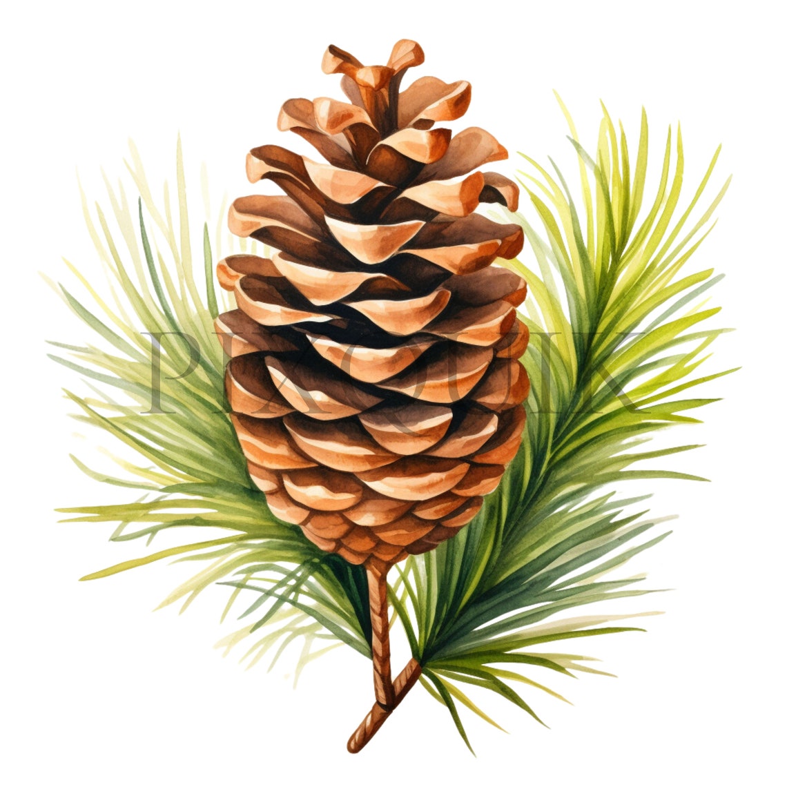 Pine Cone Clipart | Nature Illustration, Card Making (digital Download ...