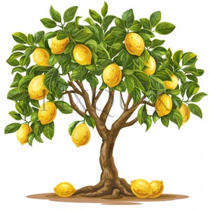 Lemon Tree Clipart | 10 High Quality Jpgs | Lemon Tree Image | Lemon ...