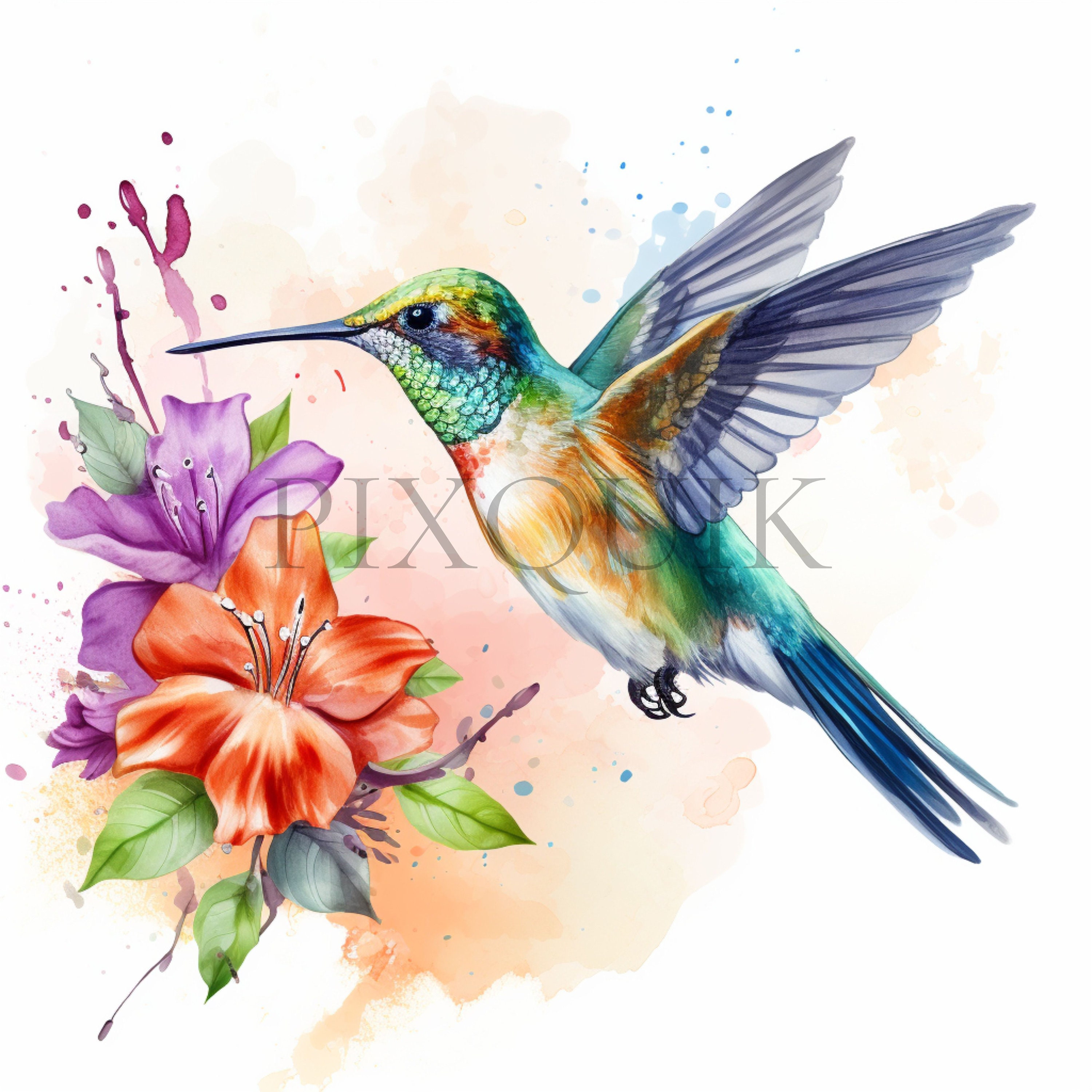 Watercolor Hummingbird Clipart Bundle 10 High Quality Jpgs Bird Clipart ...