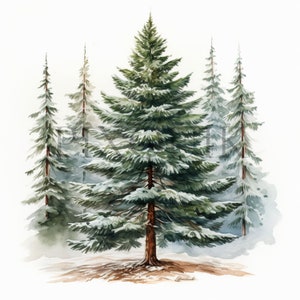 Snowy Pine Tree Clipart | 10 High Quality Jpgs | Digital Download ...