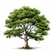 Mahogany Tree Clipart | High-resolution JPG (digital Download) - Etsy