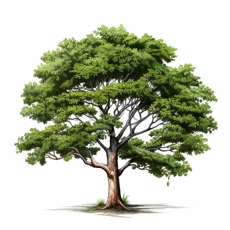 Real Tree Clipart | Mahogany Tree | Mahogany | 10 High Quality JPG ...