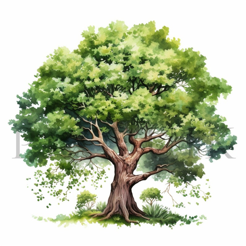 Watercolor Tree Clipart | Nature Illustration (digital Download) - Etsy