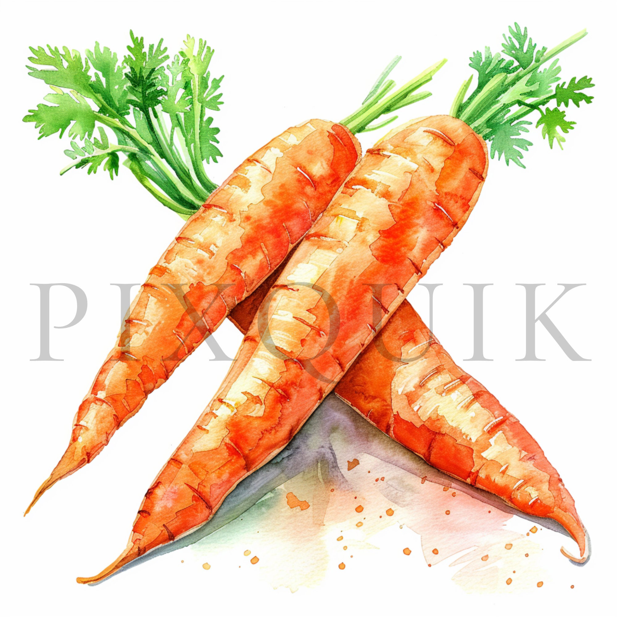 Carrot Clipart 10 High Quality Jpgs Digital Download Carrot Vector ...