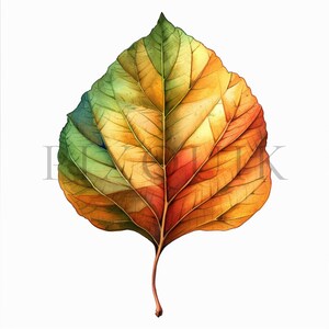 Fall Leaf Clipart | 10 Quality Jpgs | Digital Download | Digital Paper ...