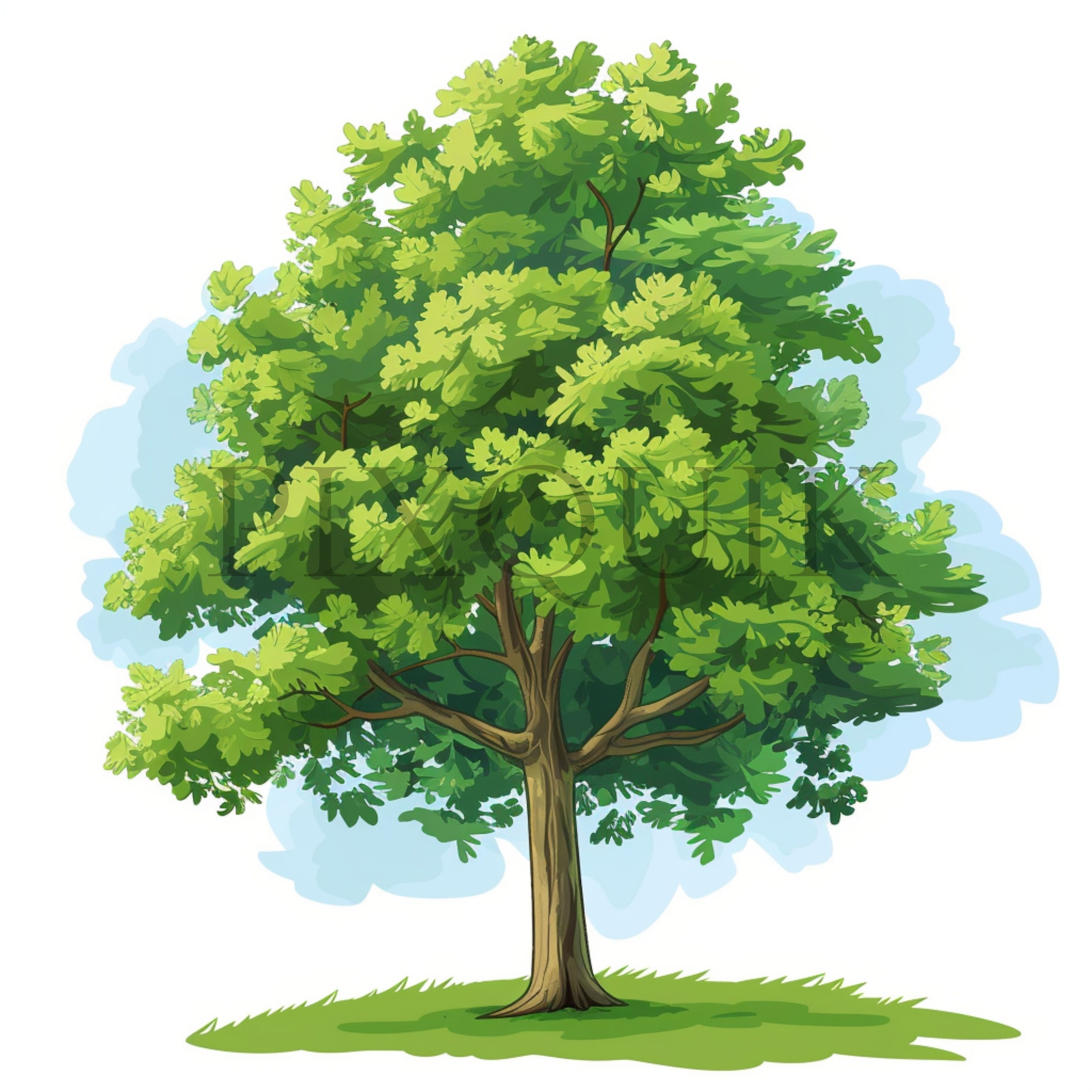 Sycamore Tree Clipart | 10 High Quality Jpgs | Sycamore Tree ...