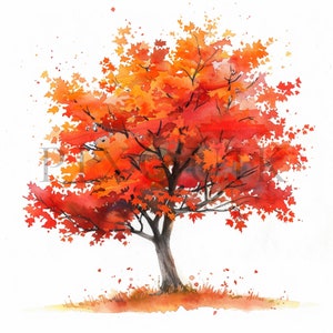 Maple Tree Clipart | 10 High Quality Jpgs | Digital Download | Fall ...