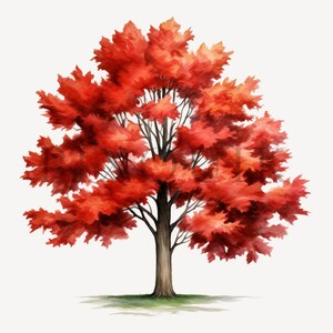 Maple Tree Clipart | 10 High Quality Jpgs | Digital Download | Maple ...