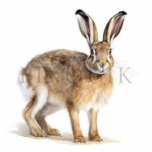 Jack Rabbit Clipart | 10 High Quality Jpgs | Digital Download ...