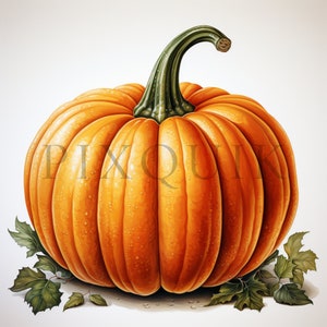 Pumpkin Clipart | 10 High Quality Jpgs | Digital Download | Fall Autumn ...